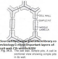 Biology Club: Overview of plant cells - Part 1 Structure and function ...