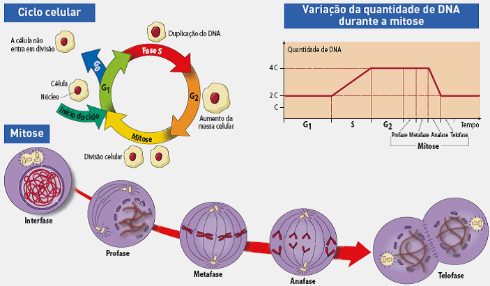 BIOLOGIA Segundo de Bachillerato: CICLO CELULAR