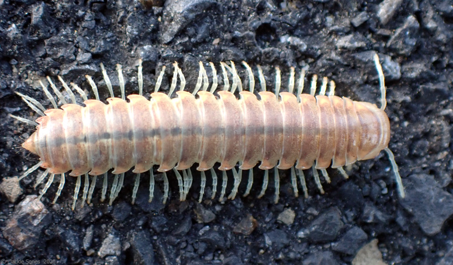 The Natural History of Bodega Head: Getting your steps in