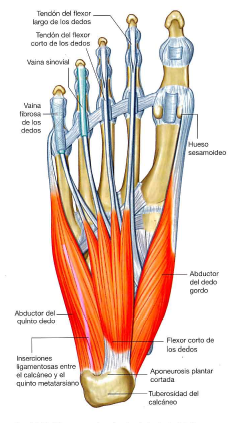 MORFOFISIOLOGÍA I: ANATOMÍA
