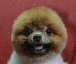 Paupetgroom: Grooming of pomeranian