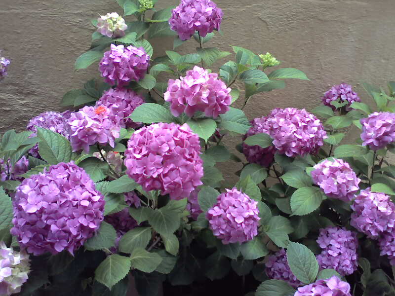 Hayali Blogum: Annemin Günü