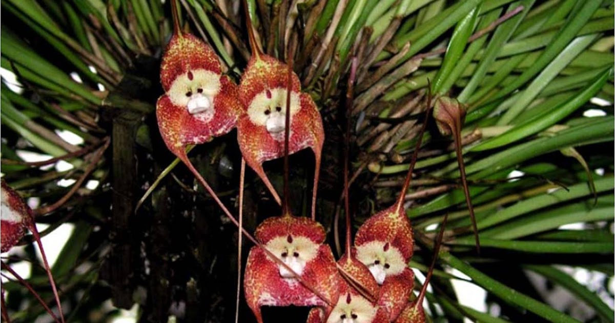The Amazing Monkey Orchid ~ Kuriositas