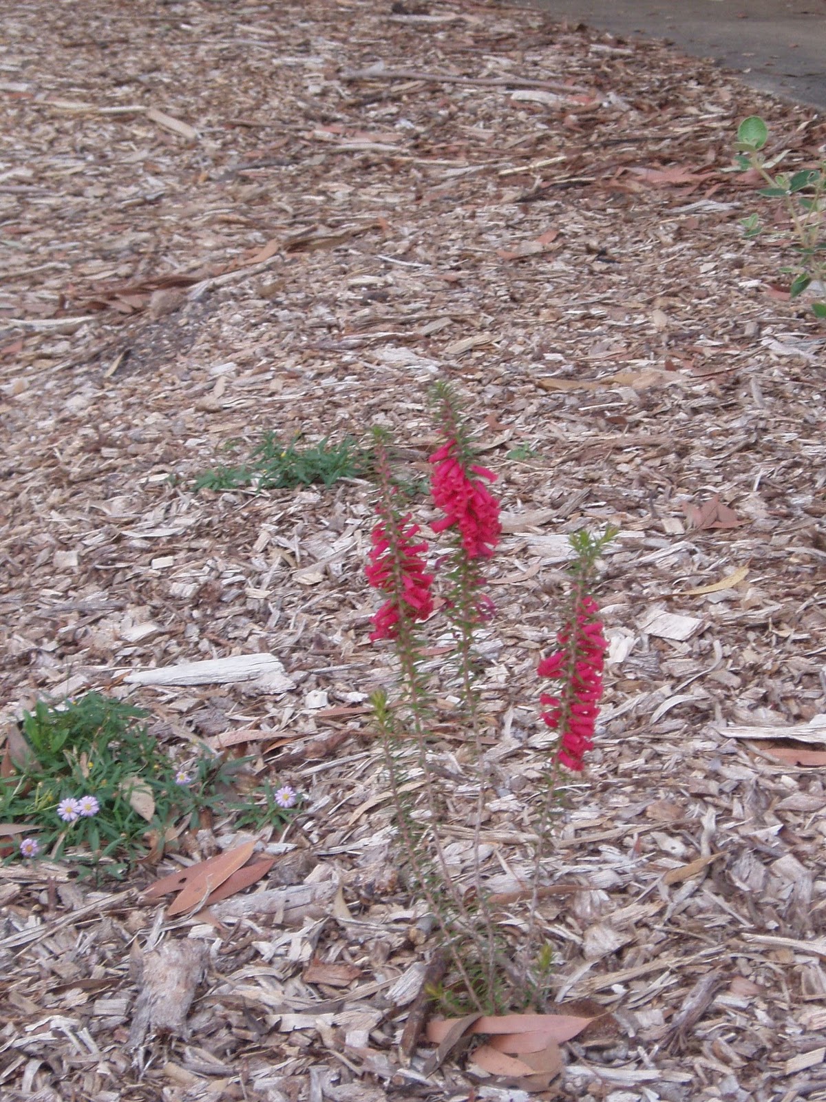 Try growing: Epacris | Growing Illawarra Natives