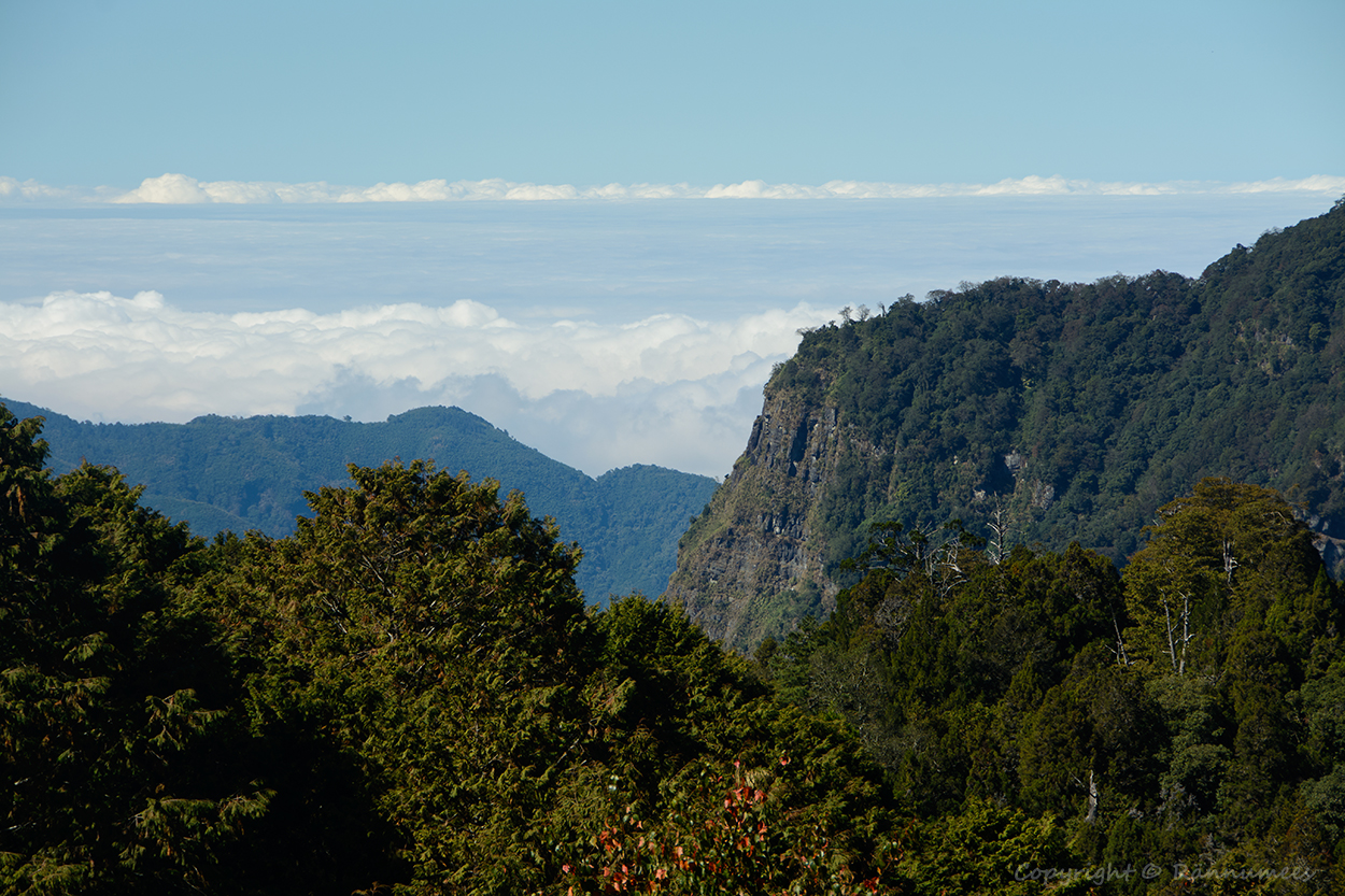 Taiwan 2019: 23.11 - Alishani kaitseala, Xitou