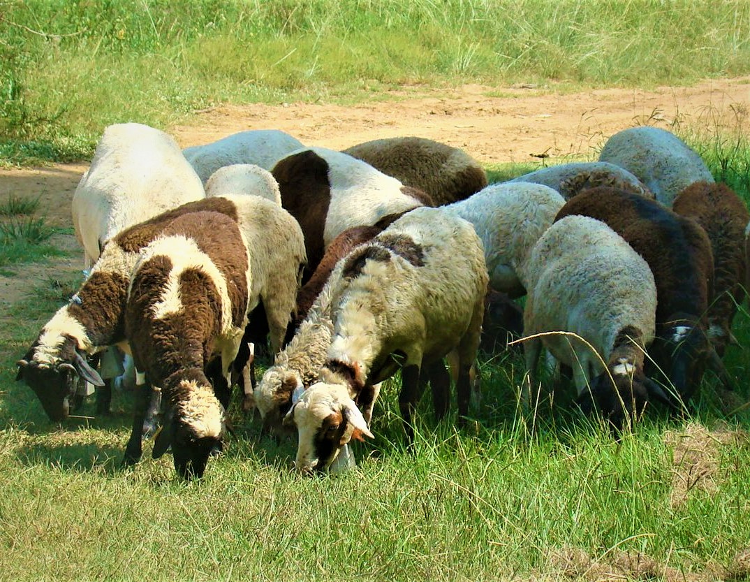 eMalangeni Forest: Indlubu an indigenous ground bean eMalangeni Forest