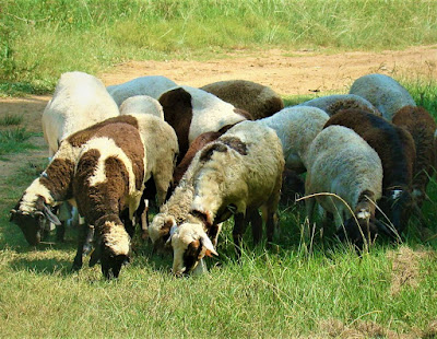 eMalangeni Forest: Indlubu an indigenous ground bean eMalangeni Forest