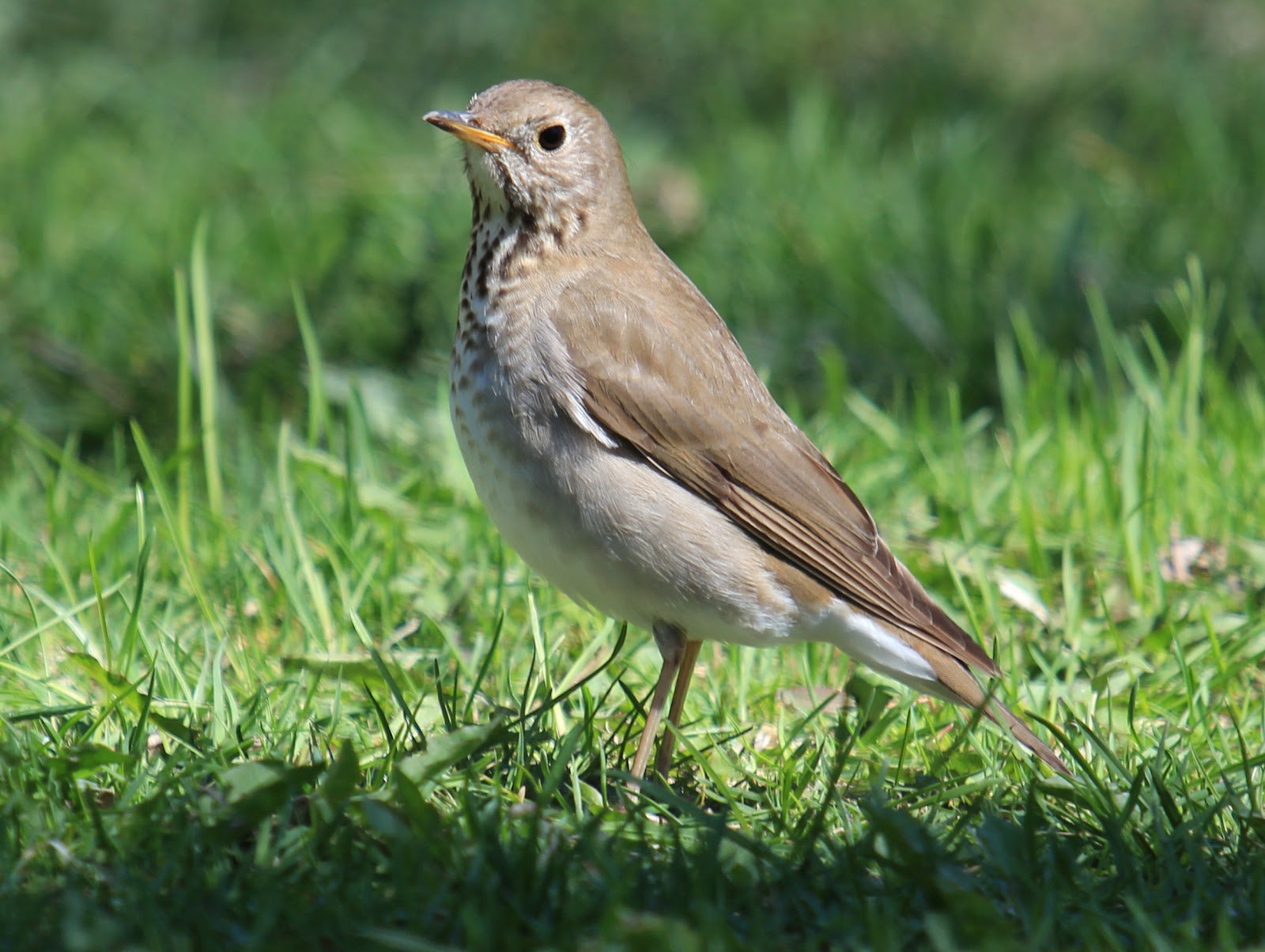 NATURE NOTES: May 2013