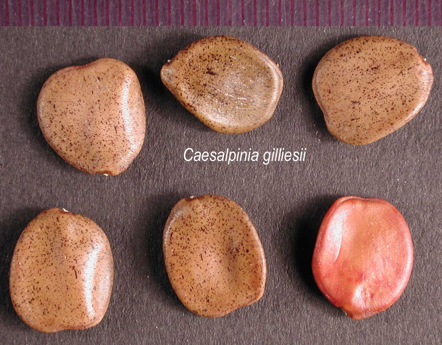 Caesalpinia gilliesii, Barba de chivo : El Mundo y sus Plantas