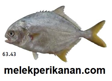 Ikan Amping Atau Southern Pompano (Trachinotus africanus); Morfologi ...