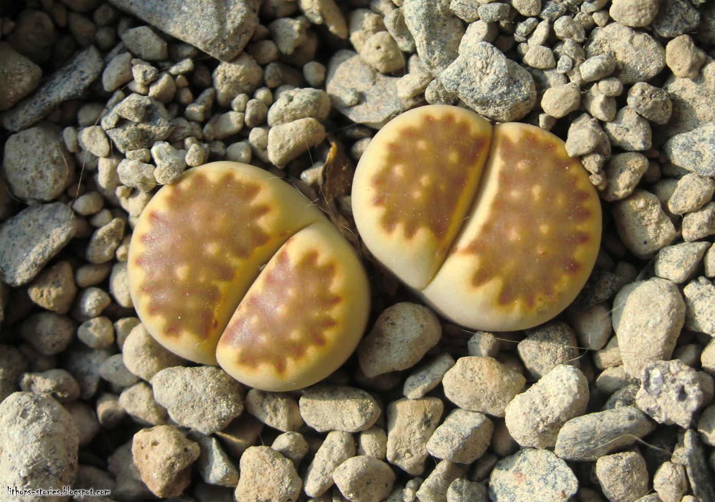 Lithops Stories: Growing Lithops, year after year (9 pics)
