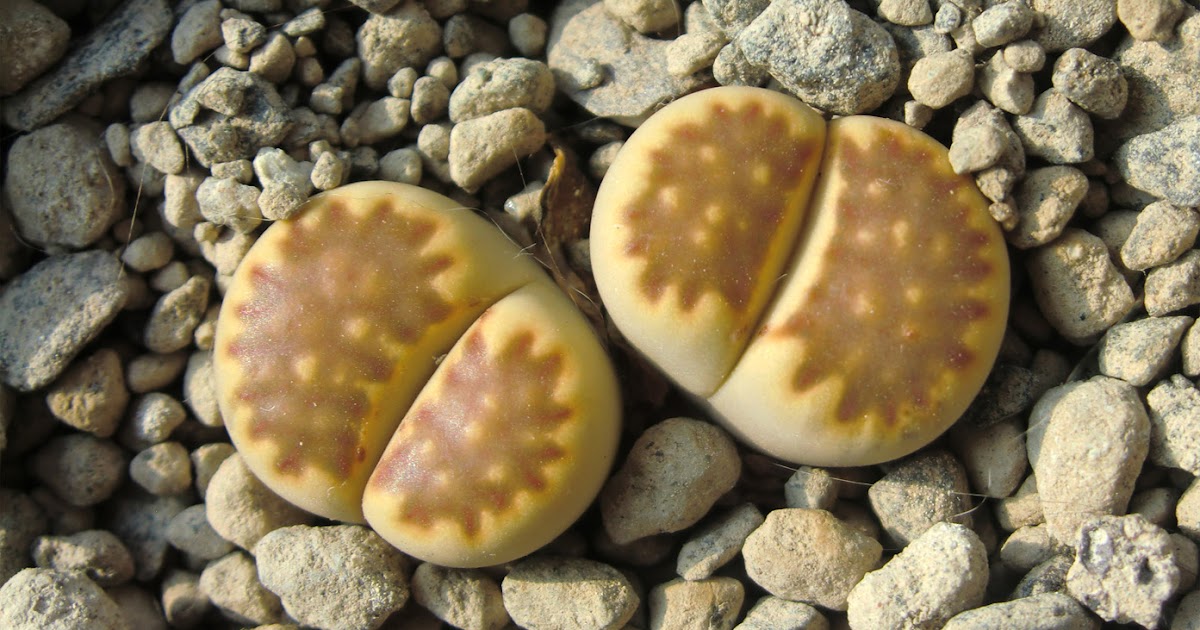 Lithops Stories: Growing Lithops, year after year (9 pics)