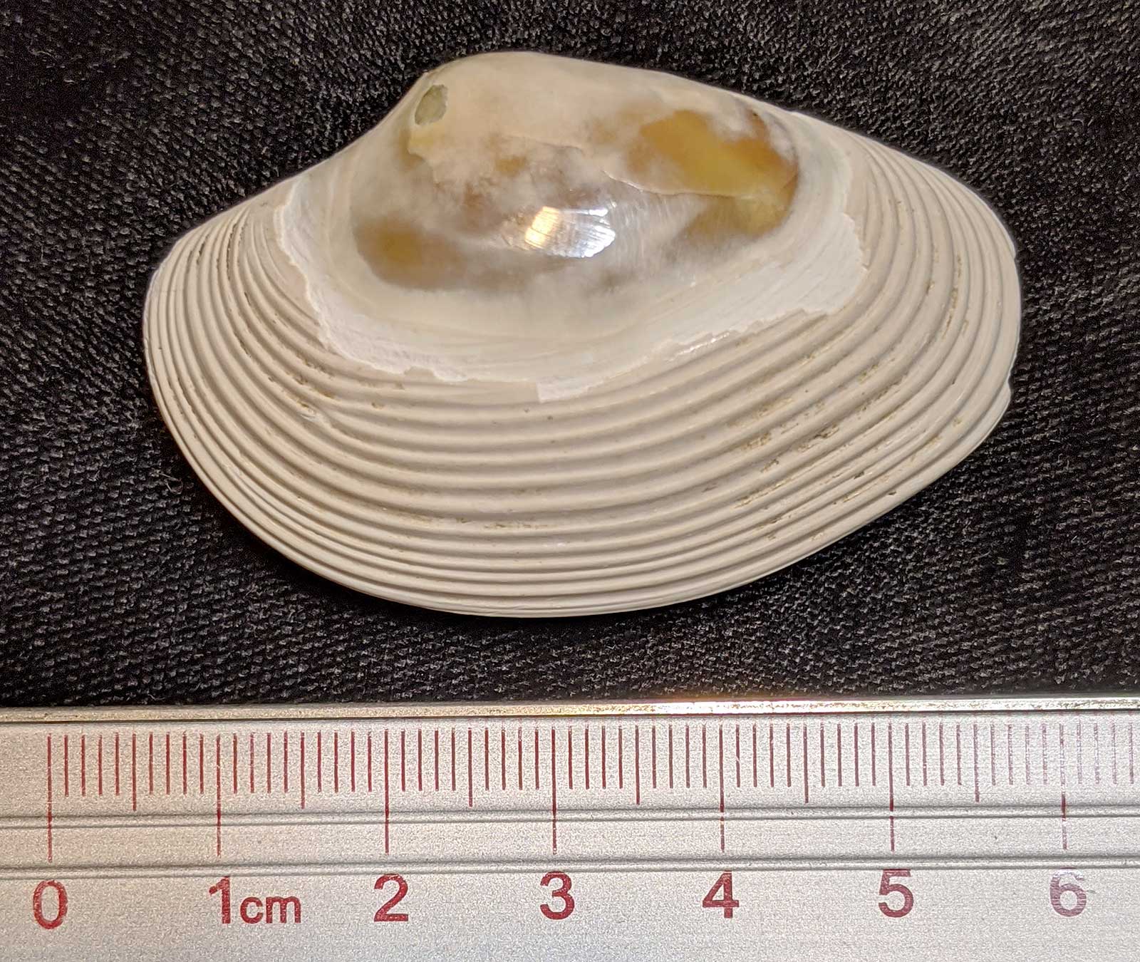 Louisville Fossils and Beyond: Indonesian Bivalve Fossil