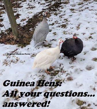 Guinea hens: Everything you need to know - Murano Chicken Farm