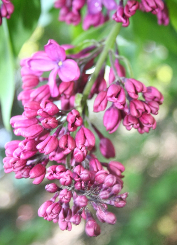 Our Garden Journal: Luscious Lilacs