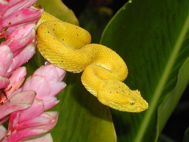 Amazing Colorful Snakes - Most Beautiful Snakes of the World | Most ...