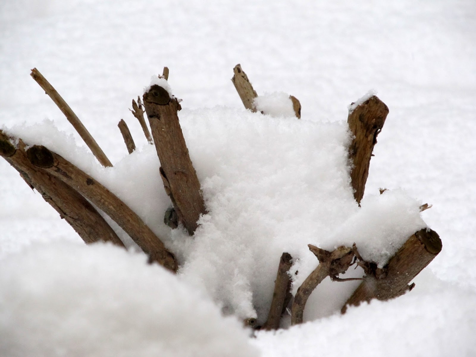 KIEKEBOE van de KIEKJESDIEVEN: Structures, patterns and objects in snow