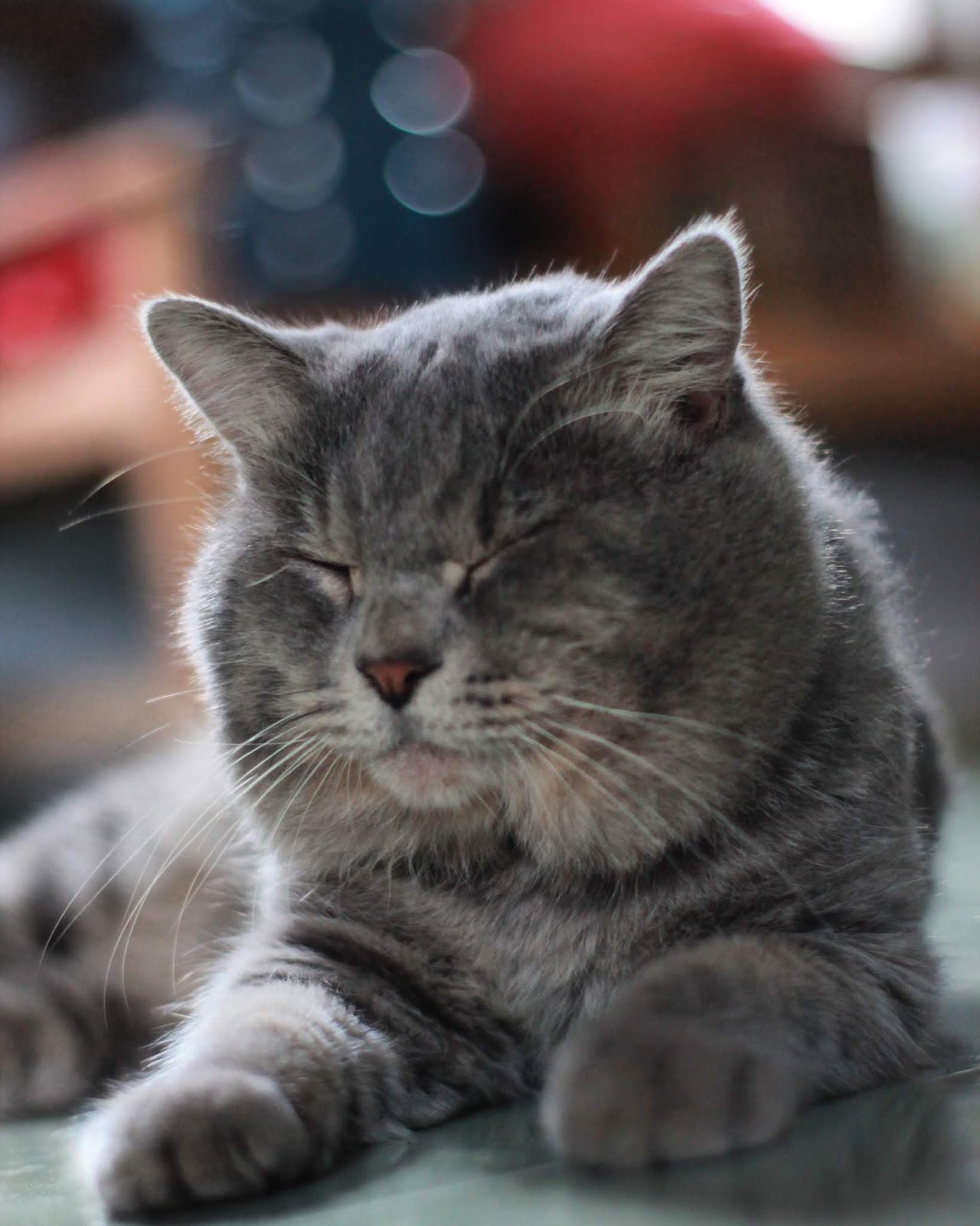 FUS Pada Kucing dan Kematian Pomilo - silviananoerita