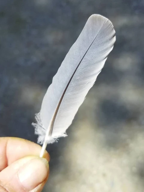 Why are my Chickens Losing Their Feathers? - Fresh Eggs Daily® with ...