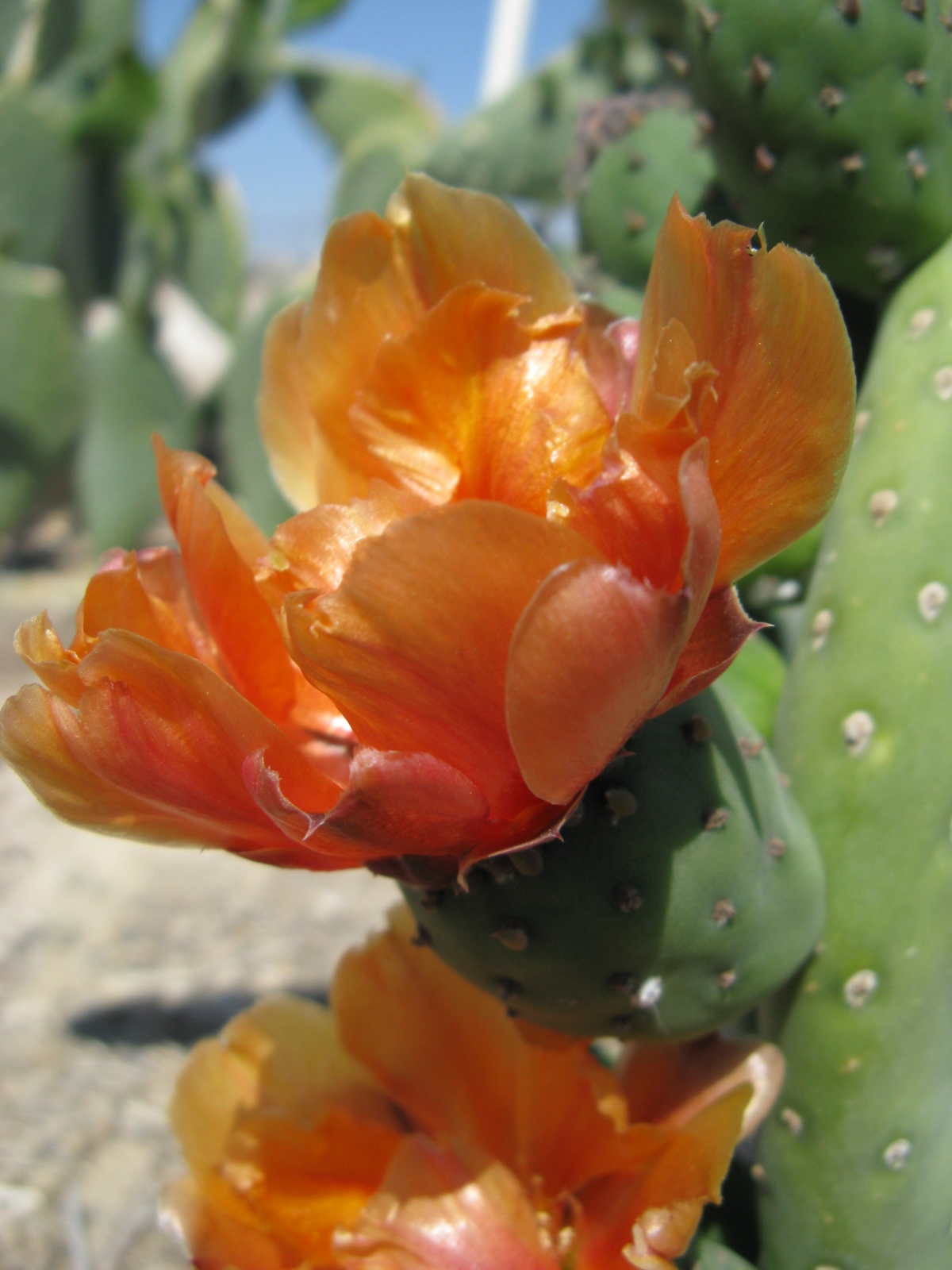 Xtremehorticulture of the Desert: Nopal Cactus (Copena varieties from ...