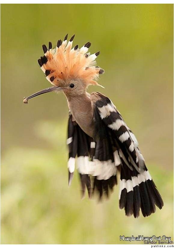My-Beautiful-Muslim-Life: Hud Hud "Hood Hood" Bird in Saudi Arabia
