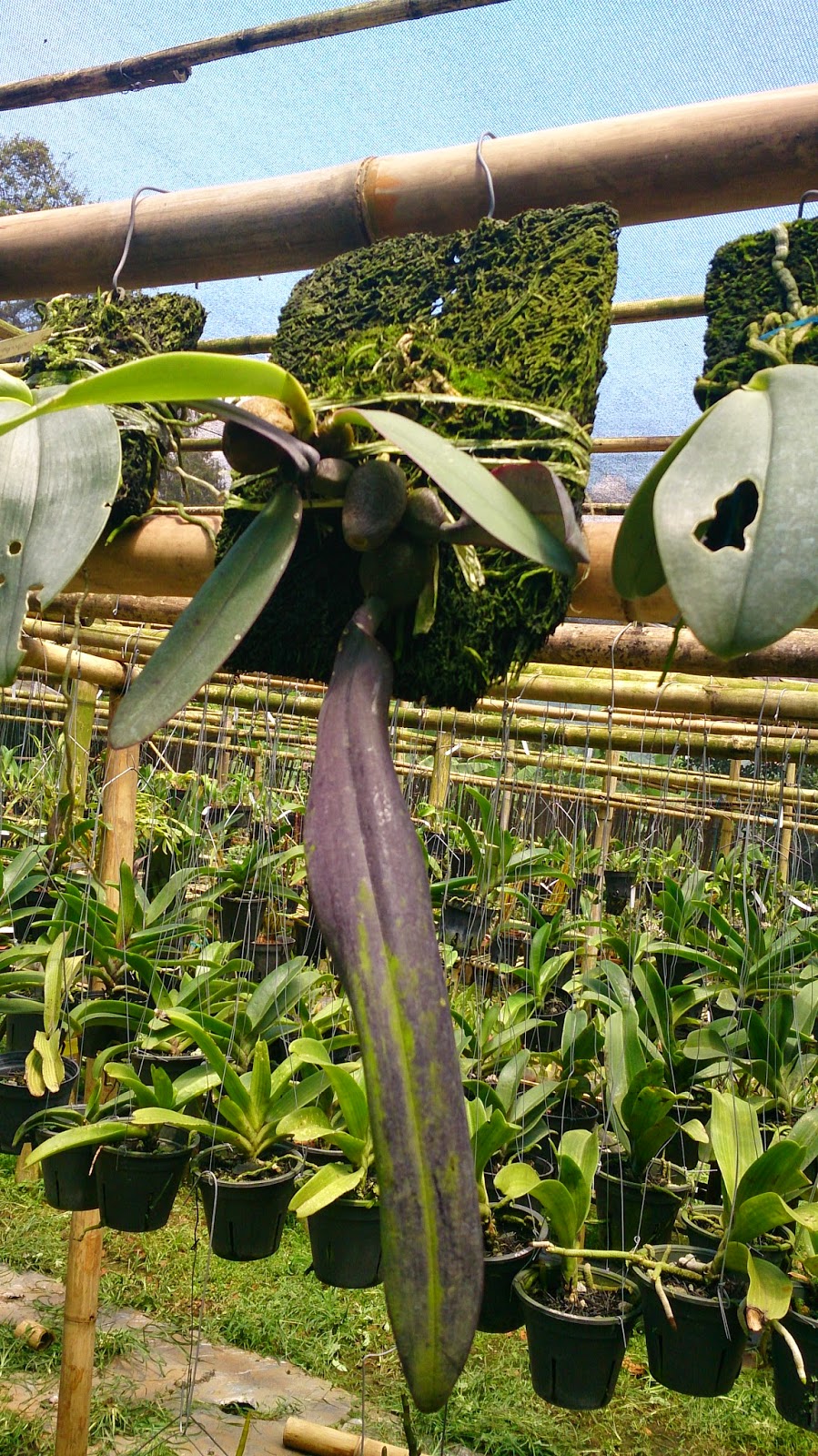 CENTRA ANGGREK: Bulbophyllum Phalaenopsis (anggrek dasi)