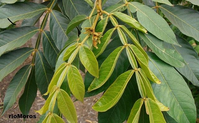 GUAMO: Inga codonantha - Aggregatte