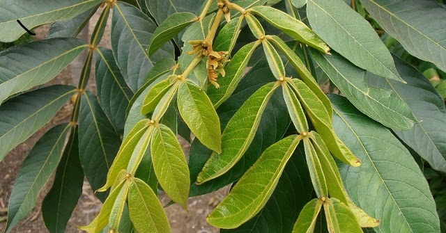 GUAMO: Inga codonantha | Plantas rioMoros