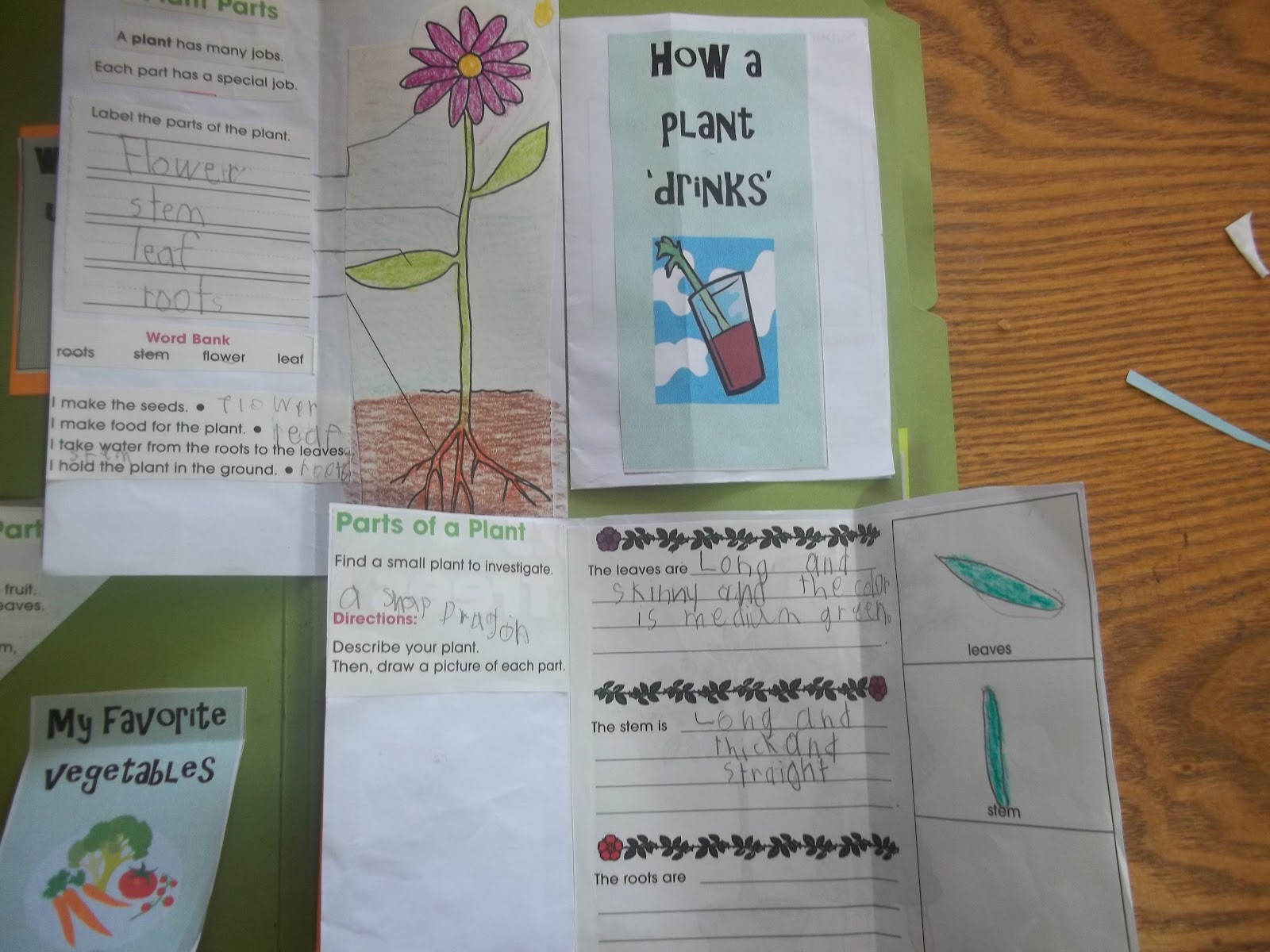 Plant unit wrap-up | Piwi Kids