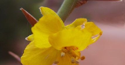 Argentina nativa: Brea (Parkinsonia praecox)