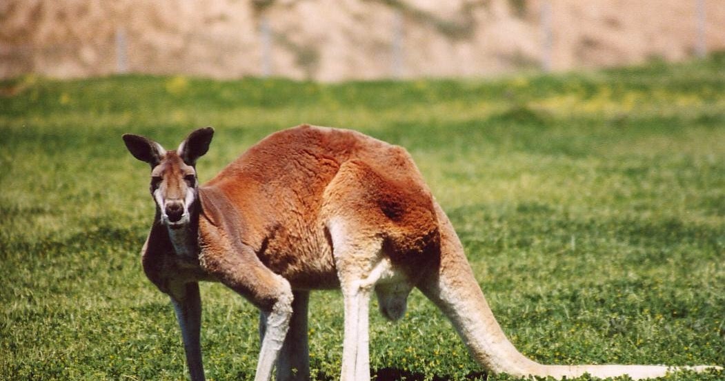 30 Interesting Facts About Kangaroos