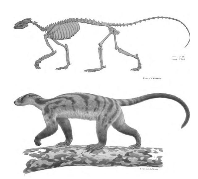 Escenarios prehistóricos: Paroodectes