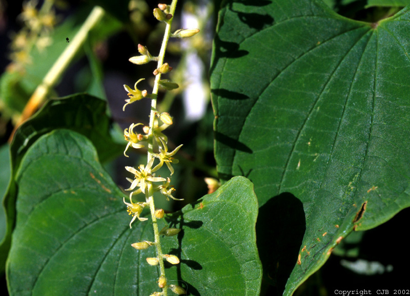 PLANT FAMILIES OF PUERTO RICO AND FLORIDA PAPO VIVES: DIOSCOREACEAE ...