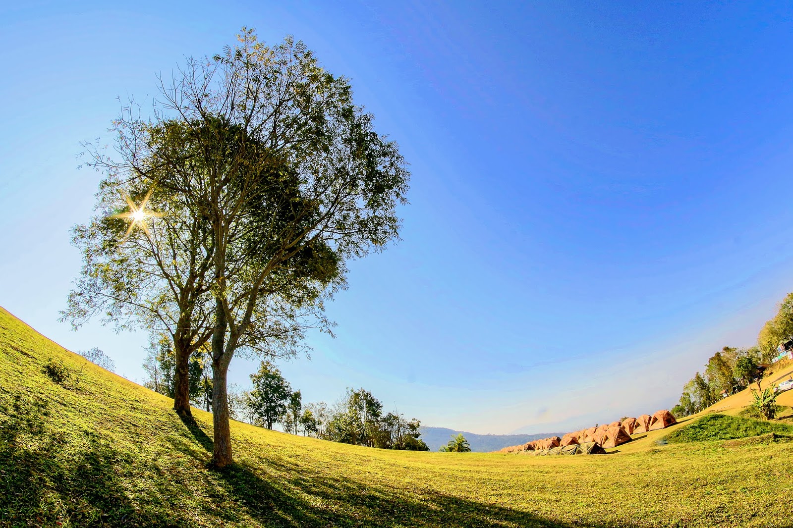Fondo de pantalla de: Paisaje arboles y pasto verde y cielo despejado ...