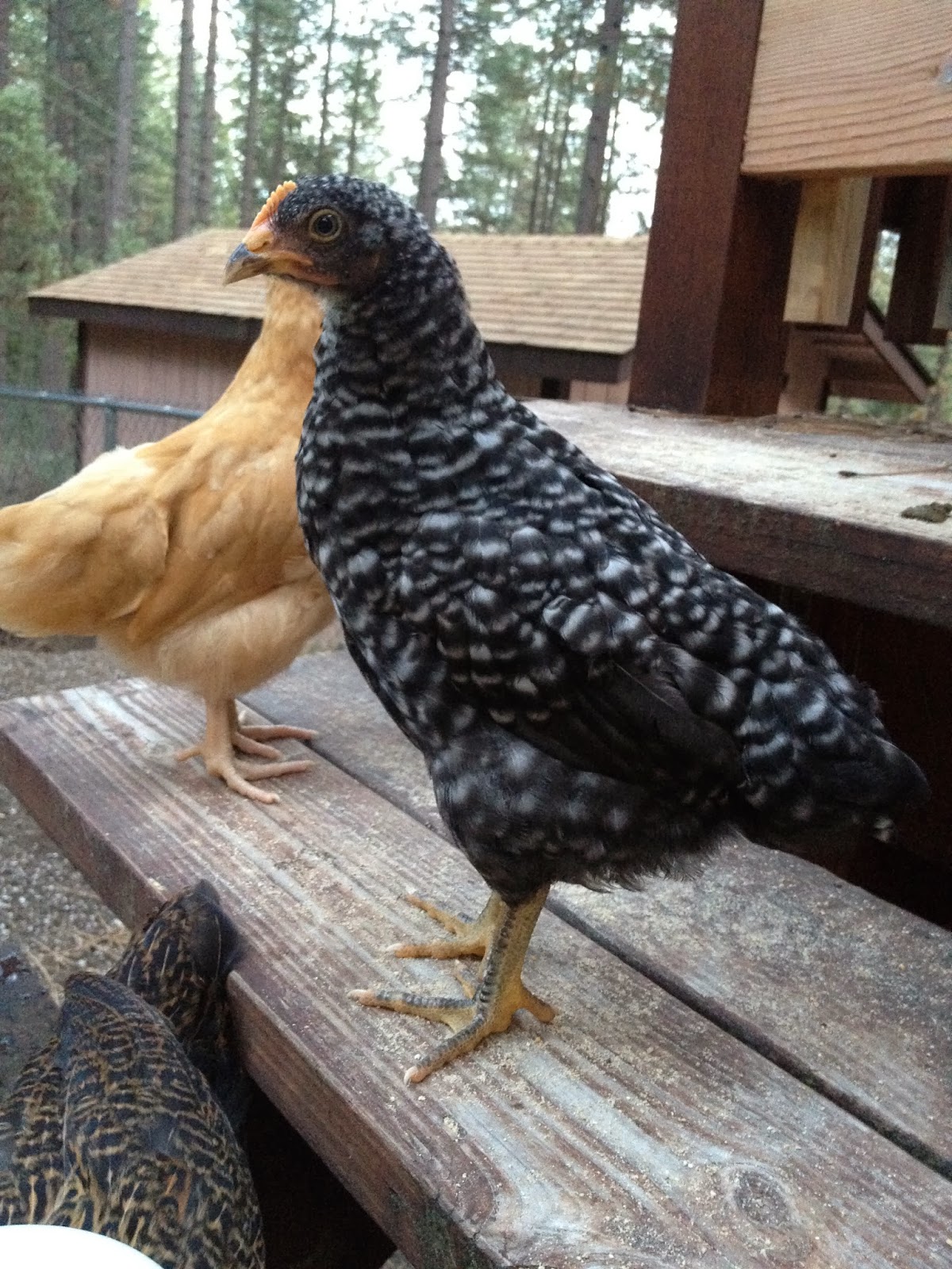 Bring it on Home: Rooster Research (Pros and Cons of Keeping a Roo)