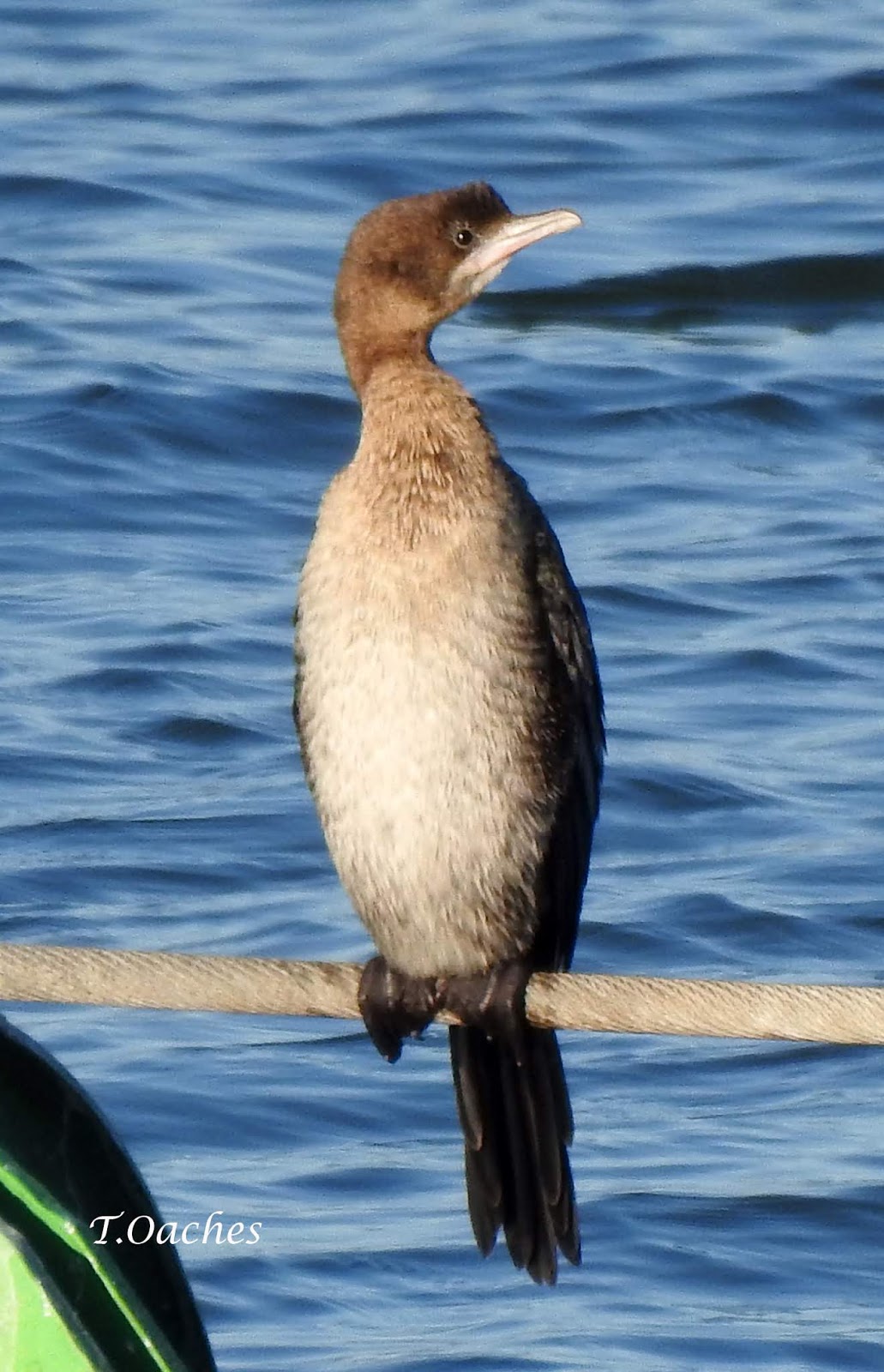 PASARI DIN ROMANIA: CORMORAN MIC, Microcarbo pygmeus