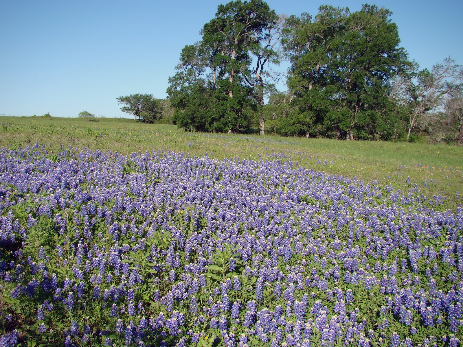 the NAVASOTA CURRENT: Bluebonnets, bluebonnets, bountiful bluebonnets