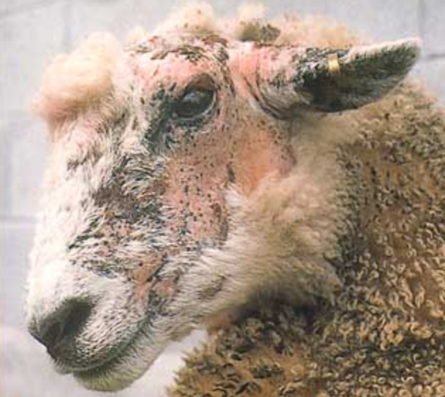 Sheep Disease Roys Blog