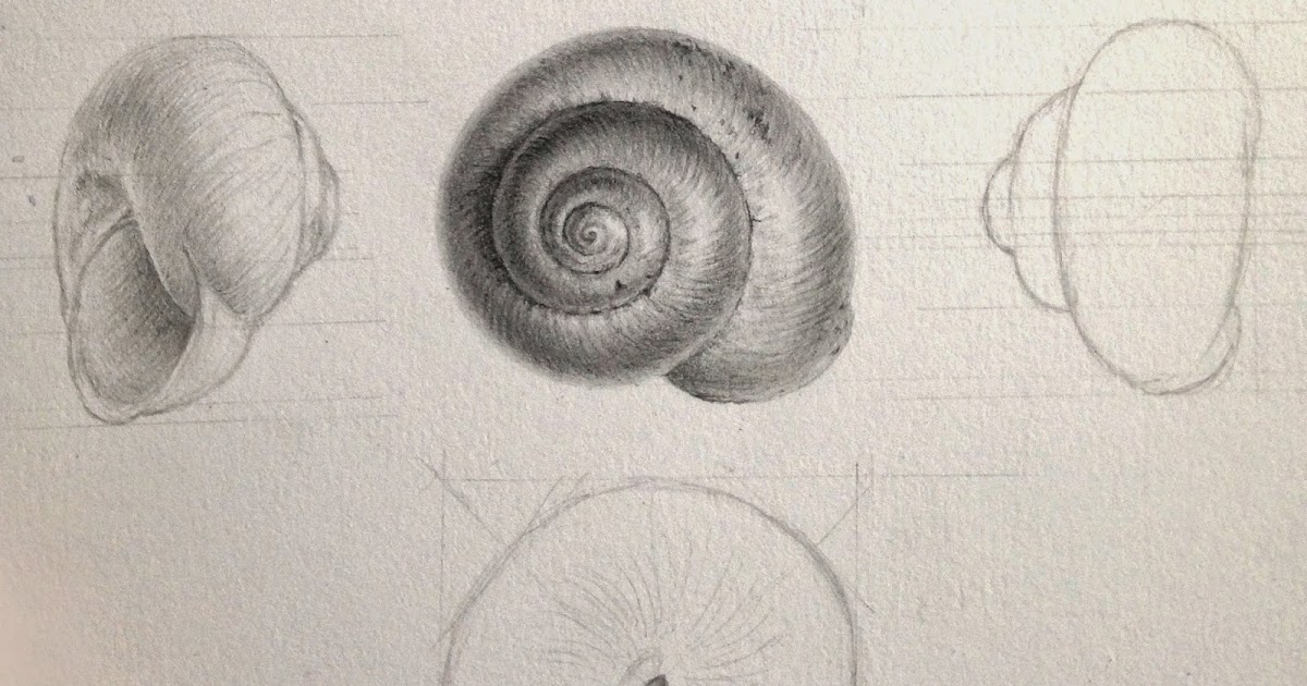 Pencil Drawings Of Seashells