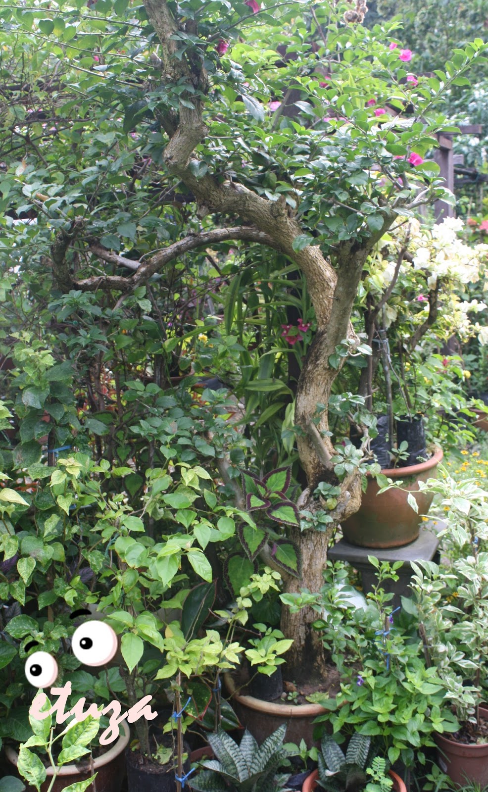 Keunikan Bunga Kertas Antaranya Terletak Pada Batang & Akarnya