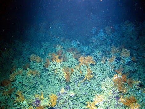 Cold water corals with Heather Stewart - a people post from Edinburgh ...