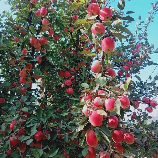 Jammu and Kashmir Medicinal Plants Introduction Centre: Fruit plants of ...