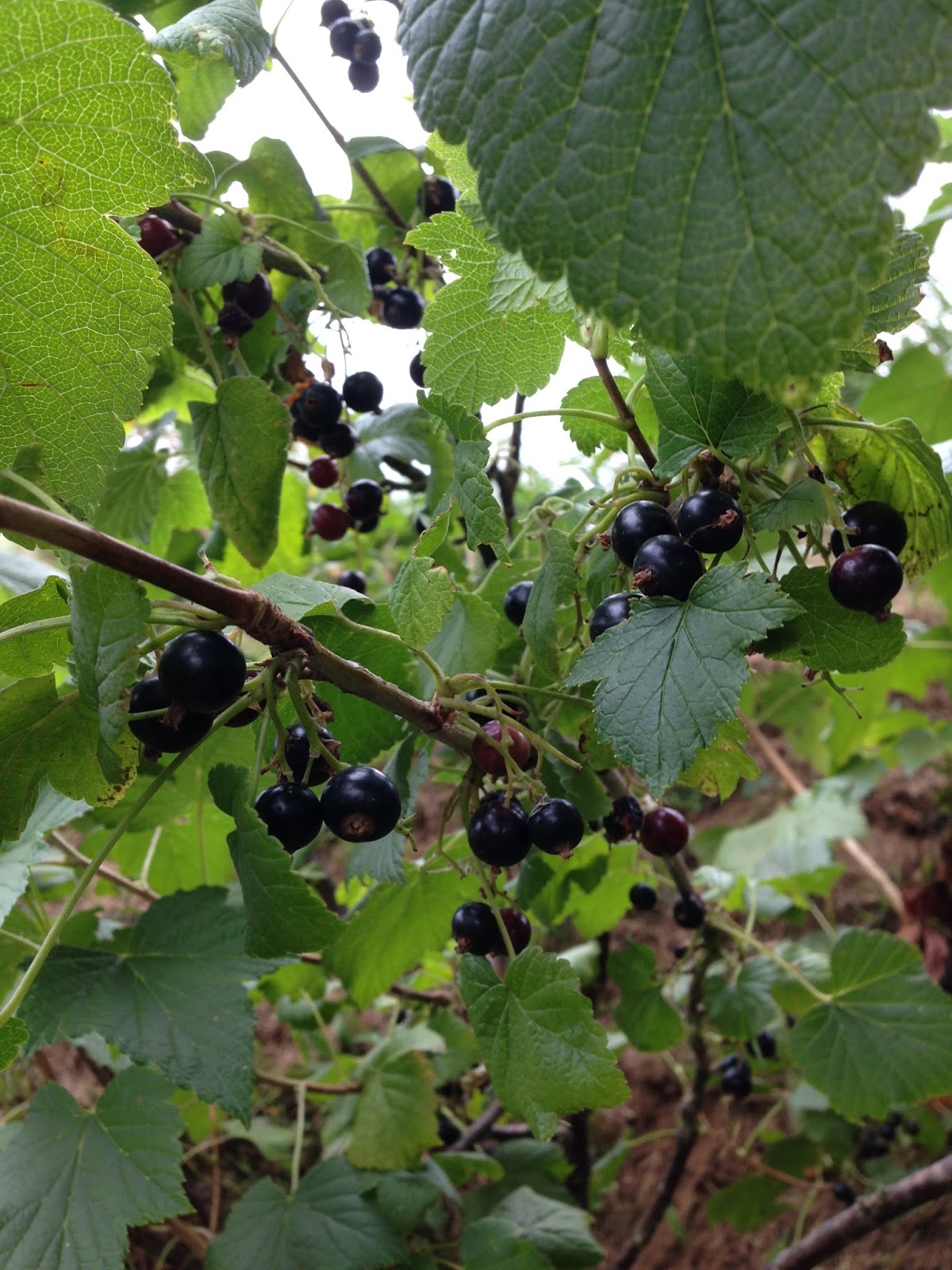 El Trasgu de las galletas: HELADO DE GROSELLAS NEGRAS