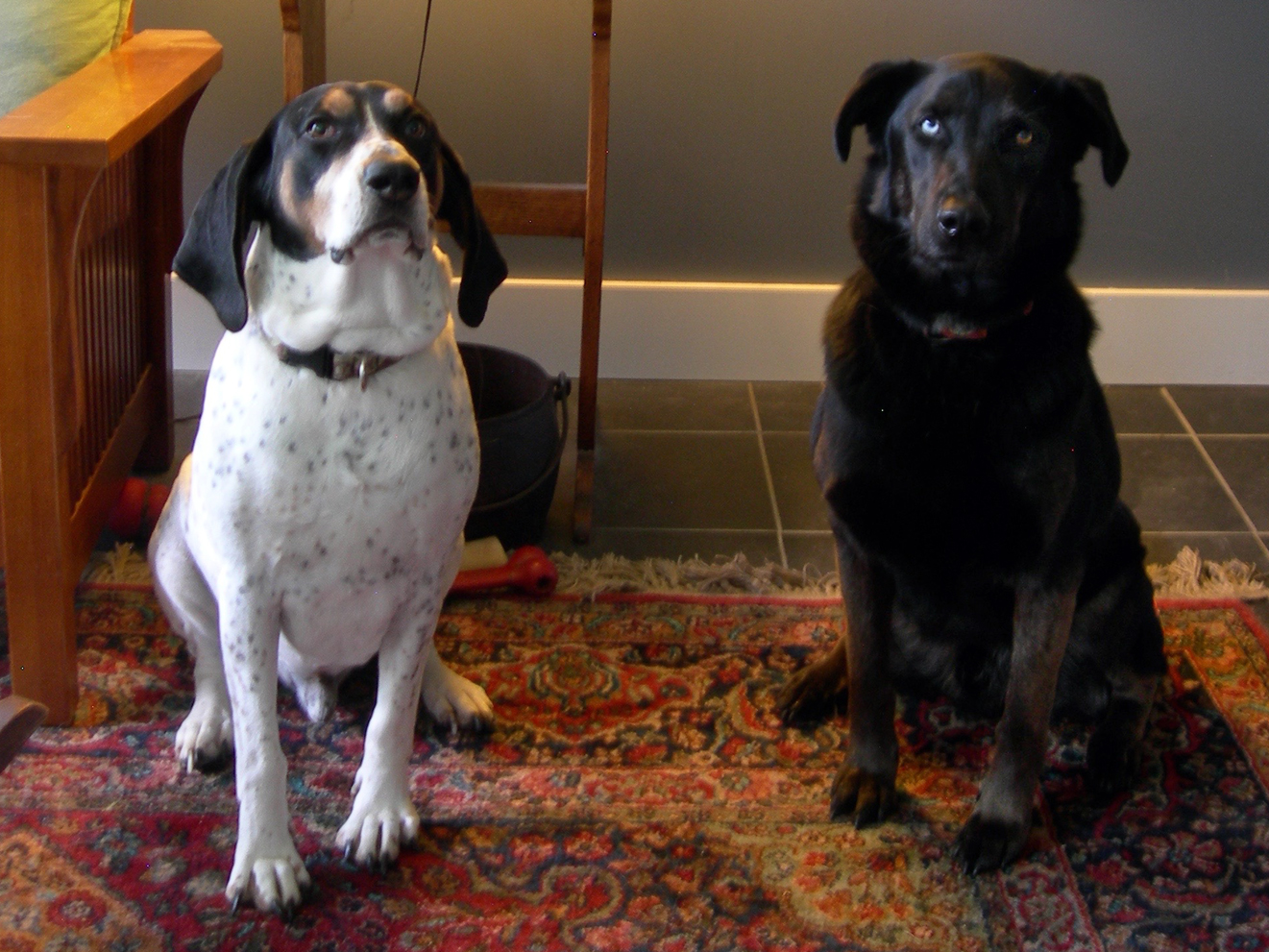Lester's Flat: The two best behaved dogs ever?