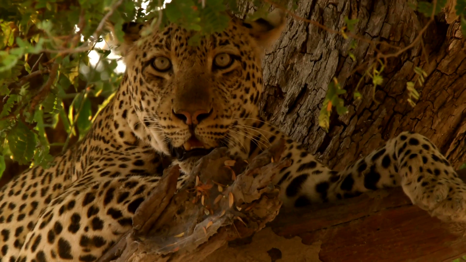 Asadal: Africa's Hunters Series 1: The Hungry Leopard 1/6 (2015)