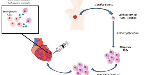 Biblioteca "Dorotea Barnés": Células madre donadas para la curación del ...