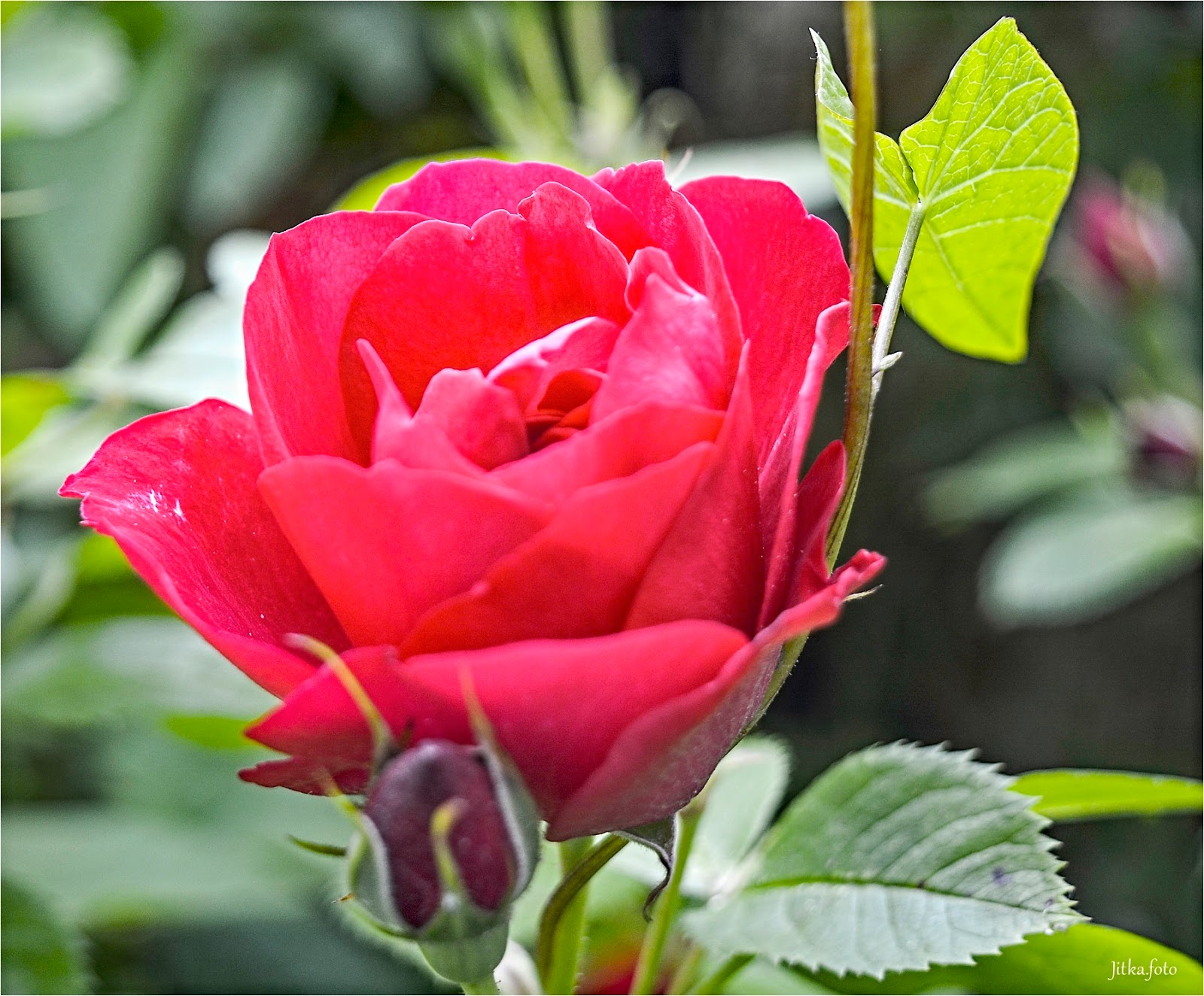 Fotografie,jen tak si fotím: Krása růží