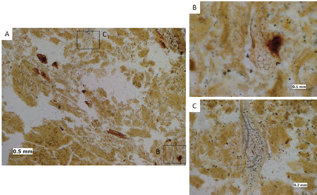 Micrograph of the Month: Inclusions in omnivore coprolite