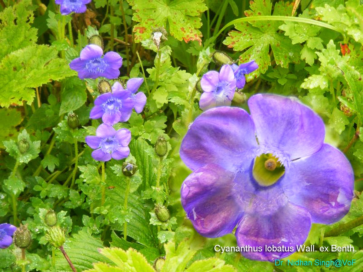 Medicinal Plants: Cyananthus lobatus, Rönsykello, Trailing Bellflower