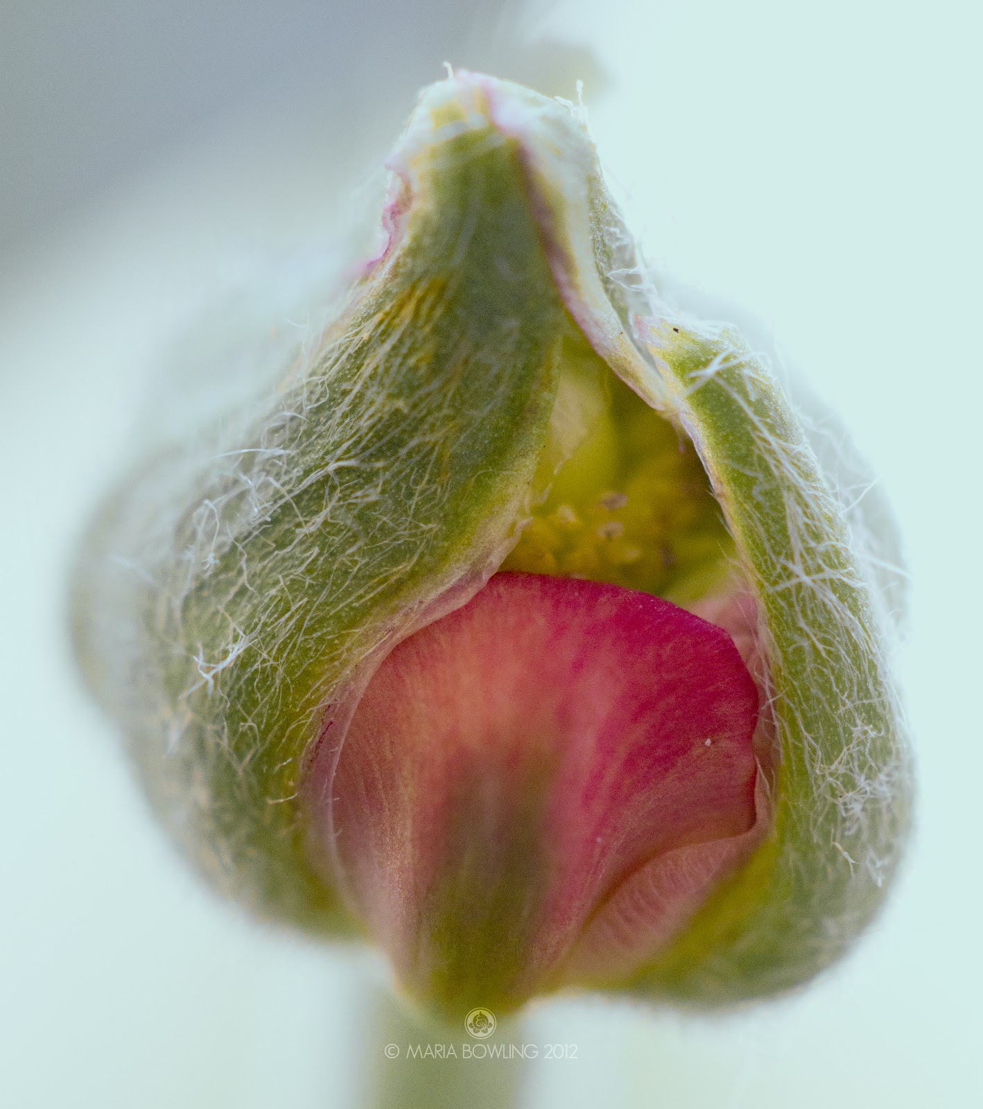 Pretty Medicine : Ranunculus and Other Beauties....
